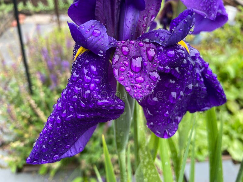 Pretty Deep Purple Iris Flower in the Rain Stock Image - Image of water ...
