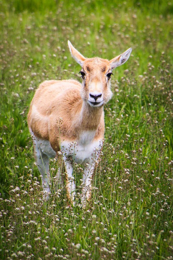 Pretty Deer in the Canadian Forest in Winter Stock Image - Image of ...