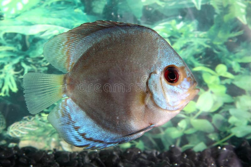 Pretty Discus Fish stock image. Image of fishtank, colored - 7070163