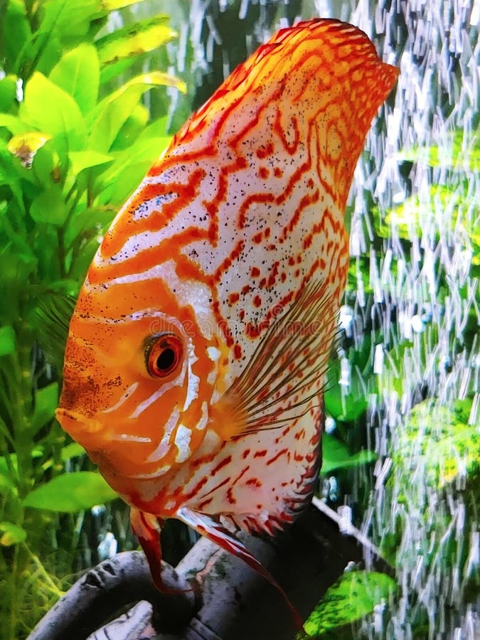 Pretty Discus Fish Looking at Camera Taking Picture Stock Photo - Image ...