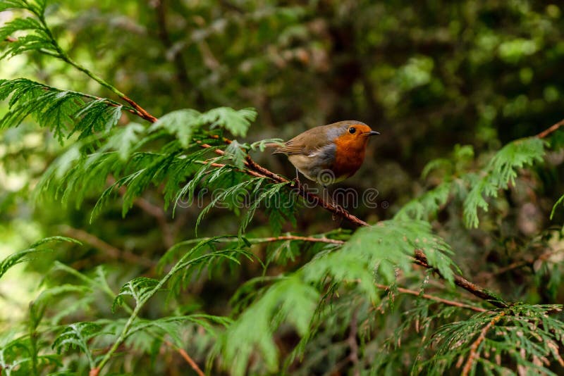 European Robin Bird with an Orange Breast Stock Photo - Image of ...