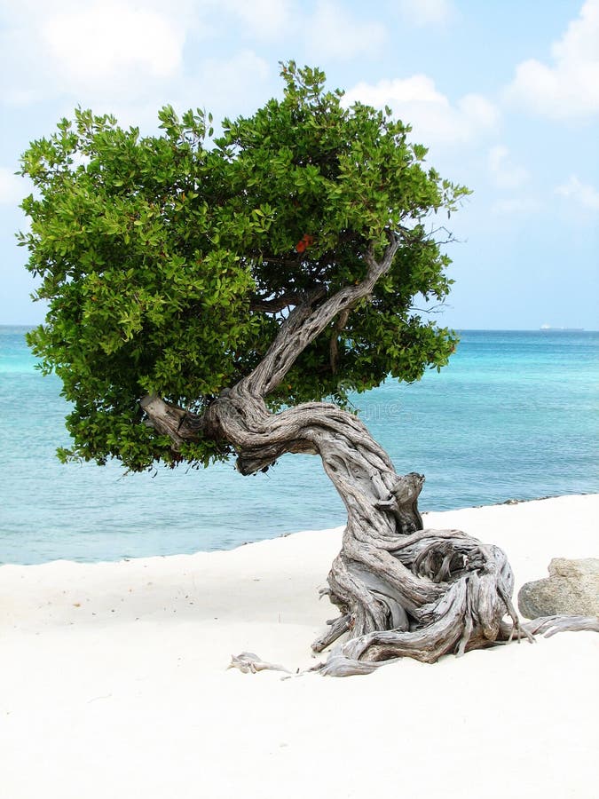 Pretty Divi Divi Tree in Aruba Stock Photo - Image of aruba, watapana ...