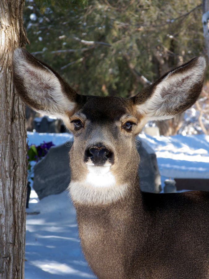 Pretty Doe stock photo. Image of surprise, mule, wildlife - 12511822