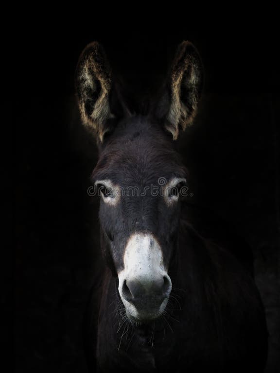 Pretty Donkey stock image. Image of face, comic, animal - 213077143