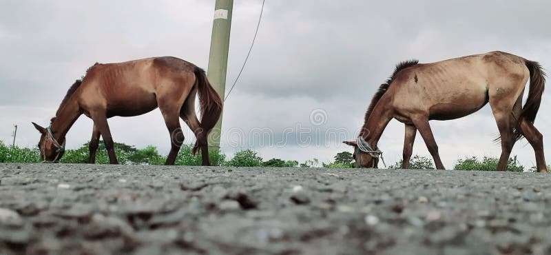 Pretty double horse eating stock image. Image of flower - 195148773