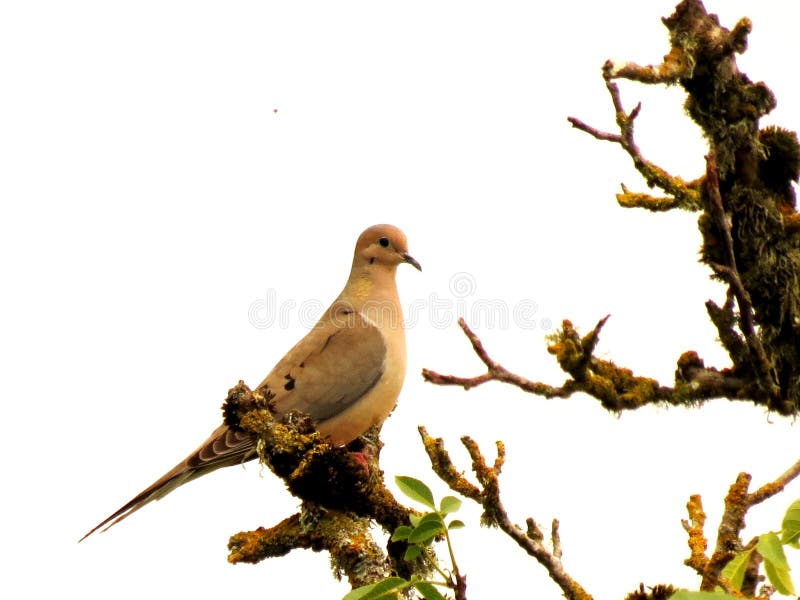 Pretty dove stock photo. Image of waiting, tree, branches - 44130530
