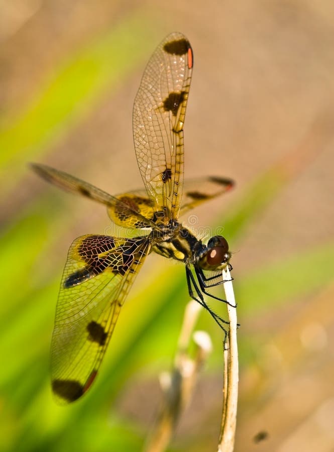 Pretty Dragonfly stock image. Image of beautiful, insect - 9919007