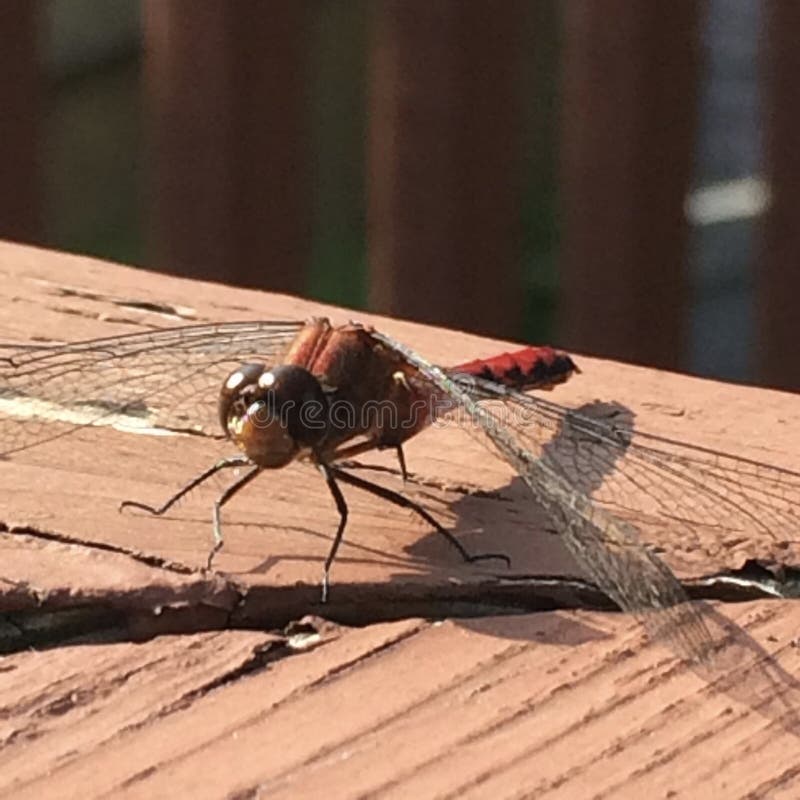 Dragonfly stock image. Image of dragonfly, insect, summer - 170354035