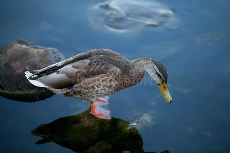 Pretty duck in cold water stock image. Image of ornithology - 195589825
