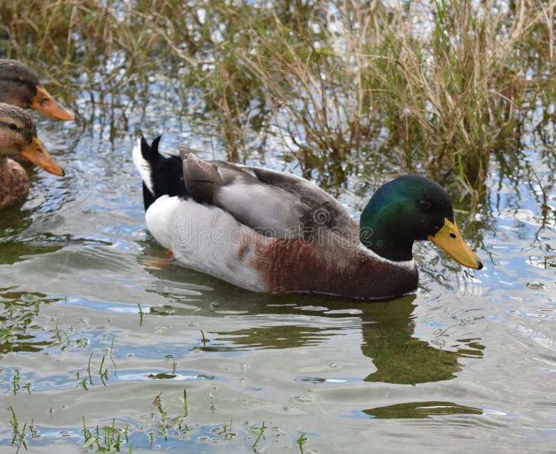Pretty Duck Swimming in Marsh Grass in a Lake Stock Photo - Image of ...