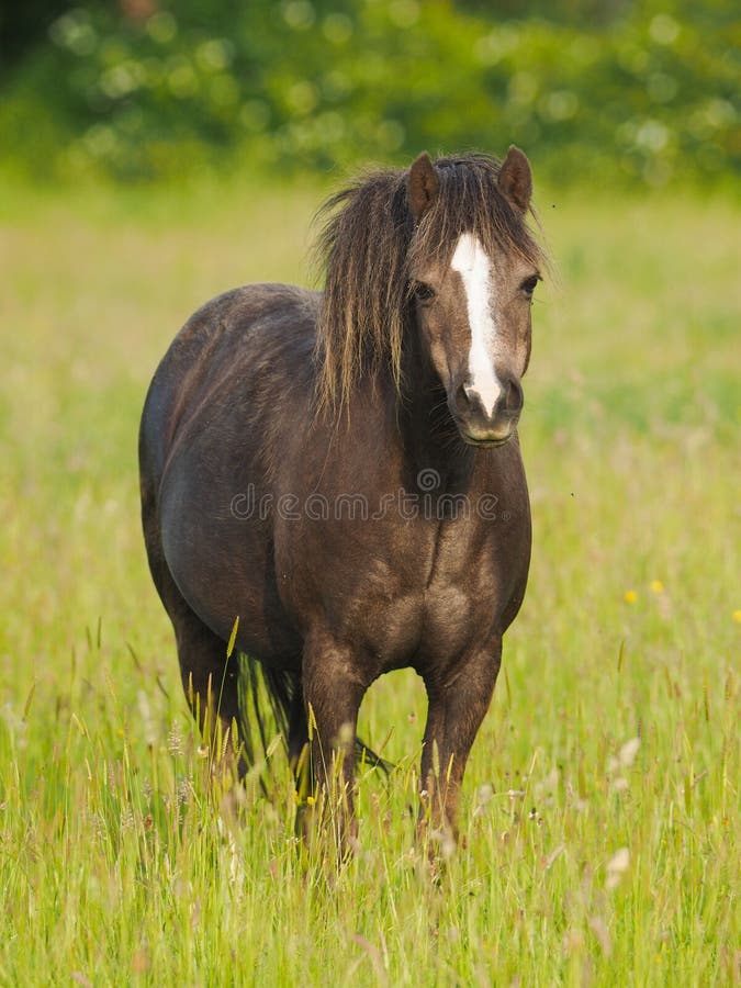 Pretty Dun Pony stock image. Image of equestrian, obsese - 325843571