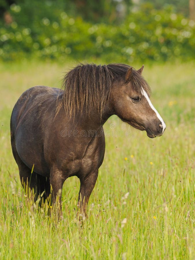 Pretty Dun Pony stock photo. Image of native, equestrian - 325843586
