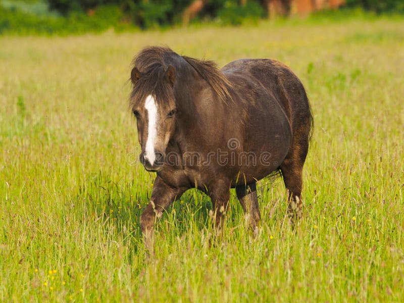 Pretty Dun Pony stock image. Image of horse, equestrian - 325843605