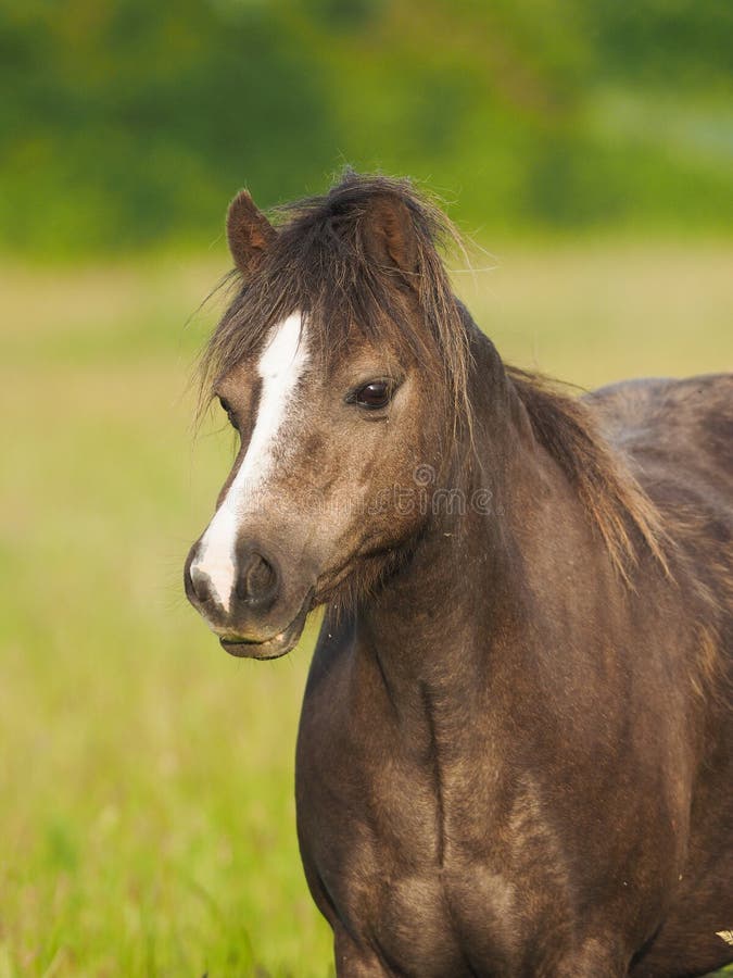 Pretty Dun Pony stock image. Image of horse, summer - 325843615