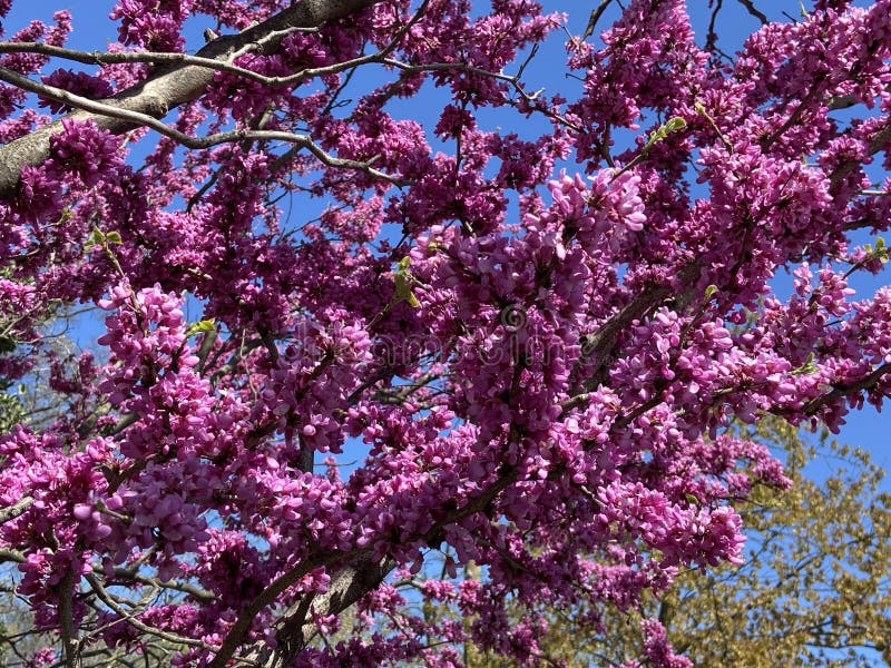 Pretty Eastern Redbud Flowers in Spring in April Stock Image - Image of ...