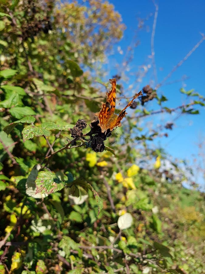 Pretty English Butterfly stock photo. Image of bush - 129666166