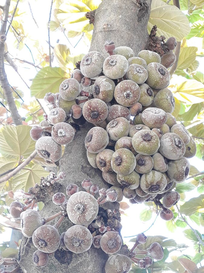 Himalayan Fig Tree stock photo. Image of figs, pretty - 129080294