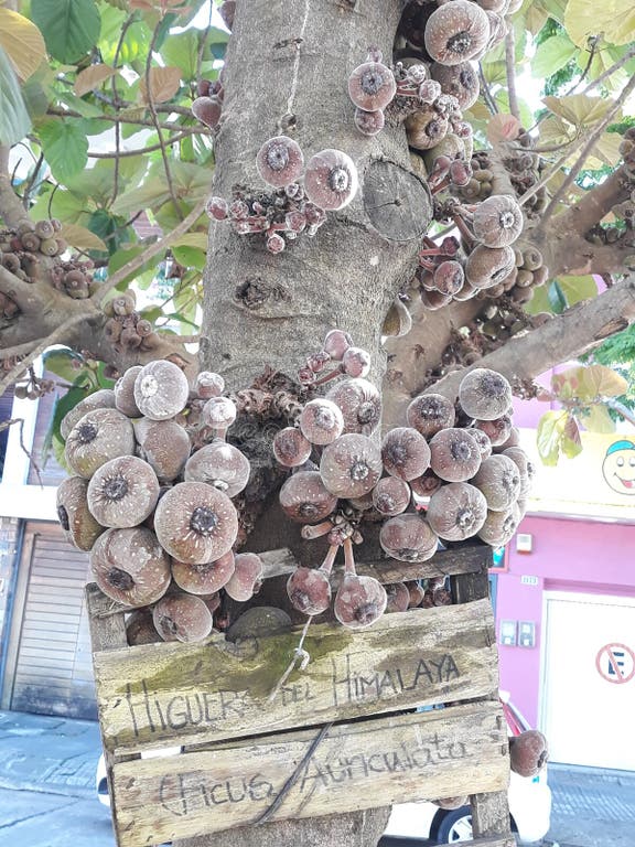 Himalayan Fig Tree stock image. Image of exotic, pretty - 129081115