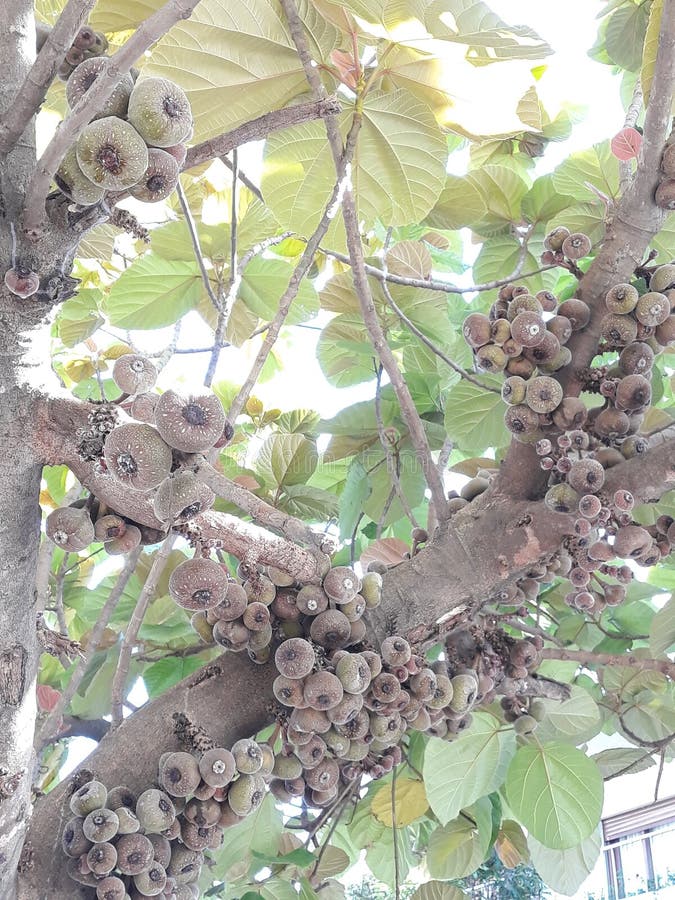Himalayan Fig Tree stock image. Image of figs, exotic - 129081407