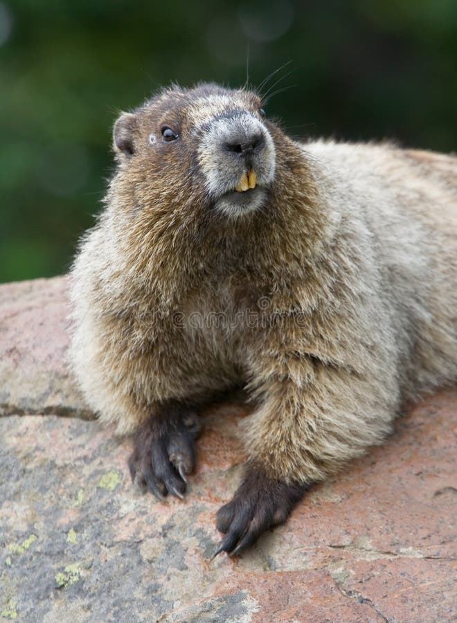 Pretty face (hoary marmot) stock image. Image of whistle - 17569425