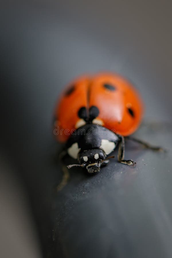 Lady Bug Face Picture. Image: 101372975