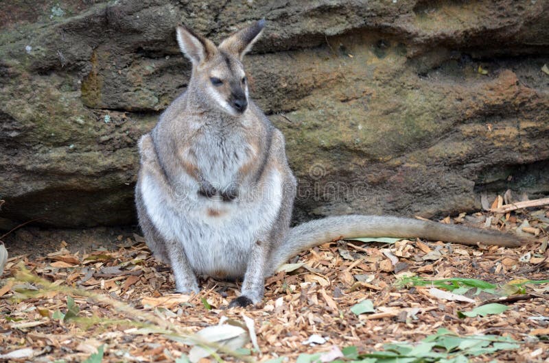 Pretty faced wallaby stock image. Image of mother, wild - 22236785