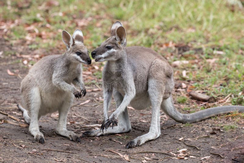Pretty-faced or Whip-tailed Wallaby Stock Image - Image of macropod ...