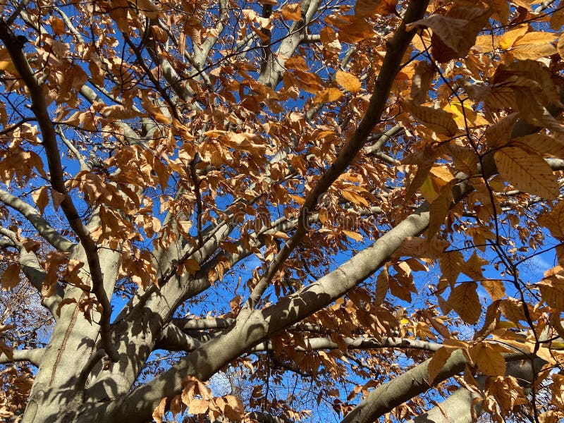 Pretty Fall Brown Leaves and Tree with Blue Sky in November Stock Photo ...