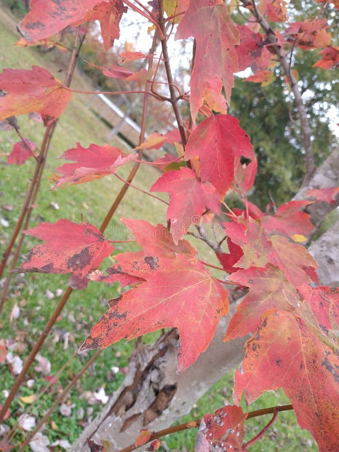 Pretty fall leaves stock image. Image of deciduous, leaf - 220648425