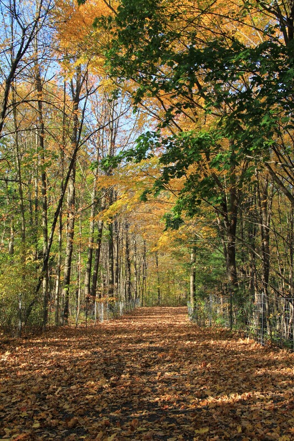 Pretty Fall Path through the Woods Stock Photo - Image of colorful ...