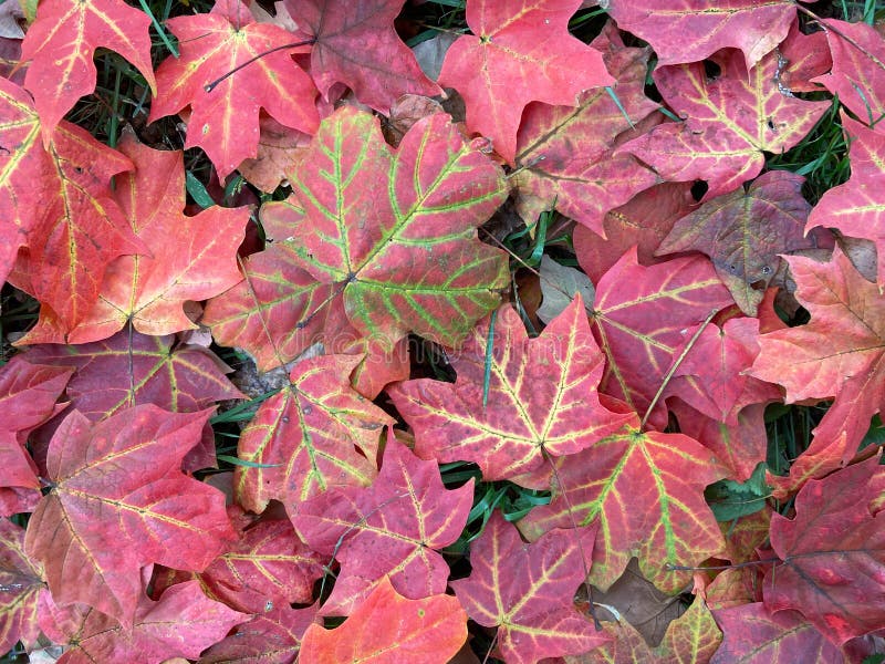 Pretty Fallen Red Leaves in Autumn in October Stock Photo - Image of ...
