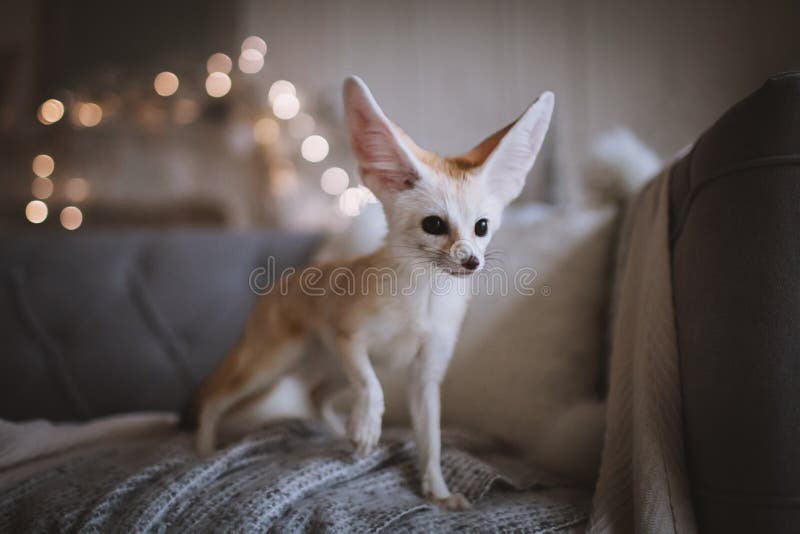 Fennec Fox Winter Stock Photos - Free & Royalty-Free Stock Photos from ...