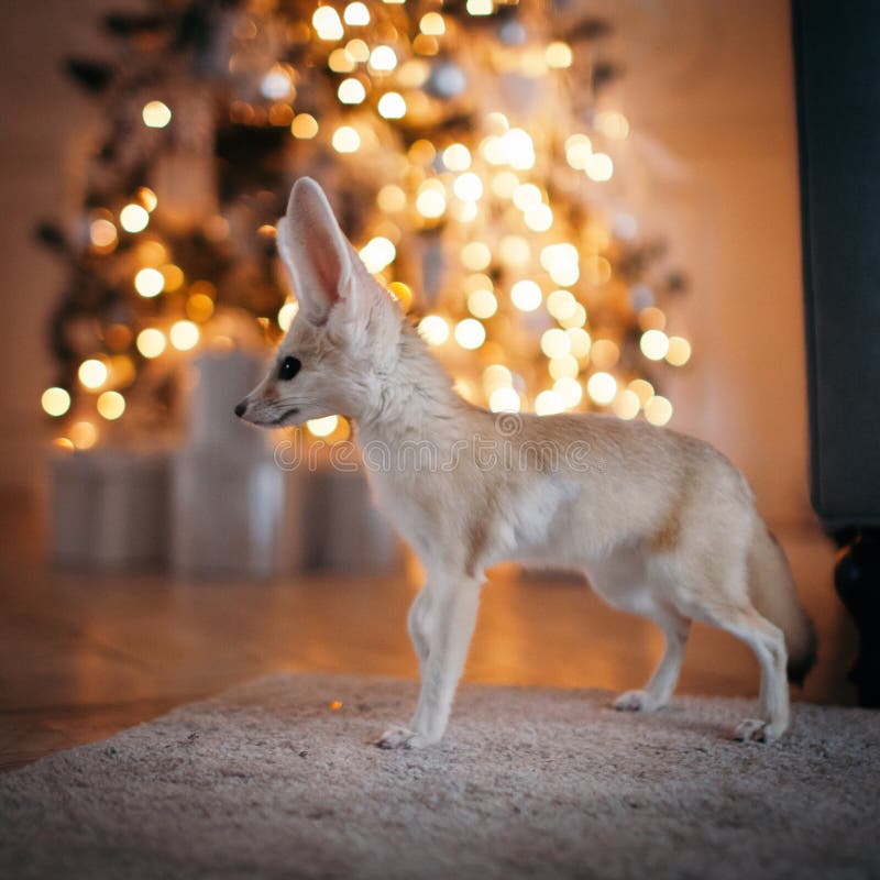 Fennec Fox Winter Stock Photos - Free & Royalty-Free Stock Photos from ...