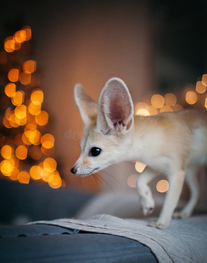 Fennec Fox Winter Stock Photos - Free & Royalty-Free Stock Photos from ...