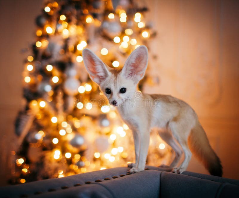 Fennec Fox Winter Stock Photos - Free & Royalty-Free Stock Photos from ...