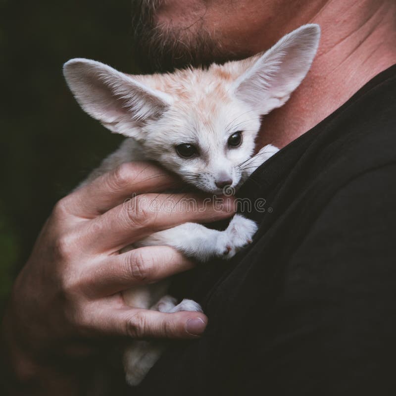 291 Cub Fennec Fox Photos - Free & Royalty-Free Stock Photos from ...