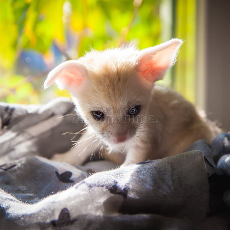 Pretty Fennec Fox Cub with Luminious Background Stock Photo - Image of ...
