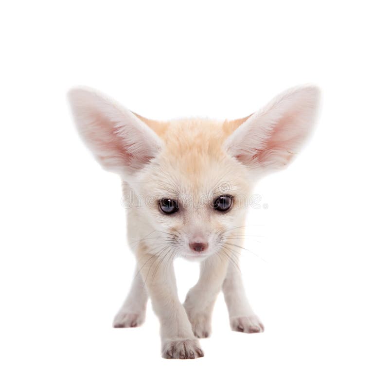 Pretty Fennec Fox Cub on White Background Stock Image - Image of indoor ...