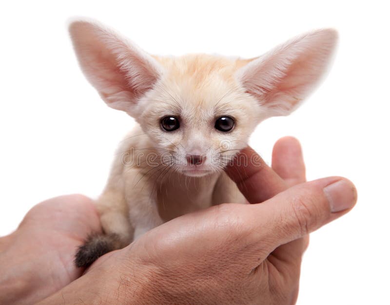 1,138 Fennec Fox Stock Photos - Free & Royalty-Free Stock Photos from ...