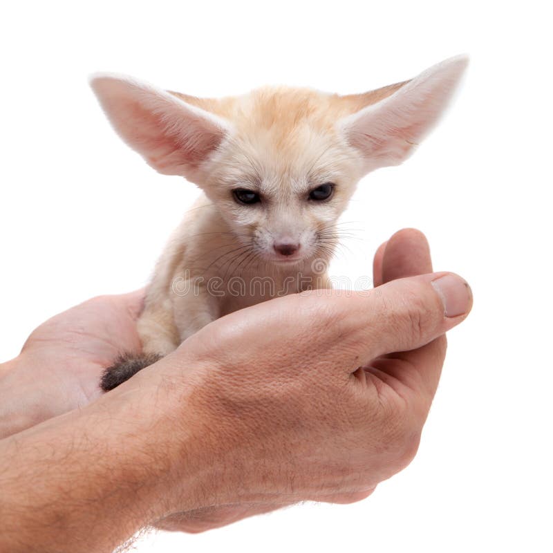 Pretty Fennec Fox Cub on White Background Stock Image - Image of mammal ...