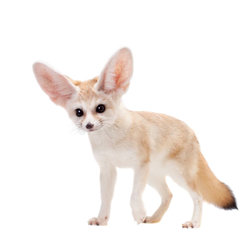 455 Fennec White Stock Photos - Free & Royalty-Free Stock Photos from ...