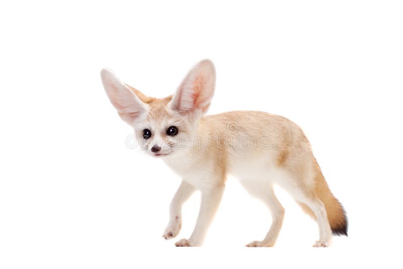 248 Fennec White Background Stock Photos - Free & Royalty-Free Stock ...