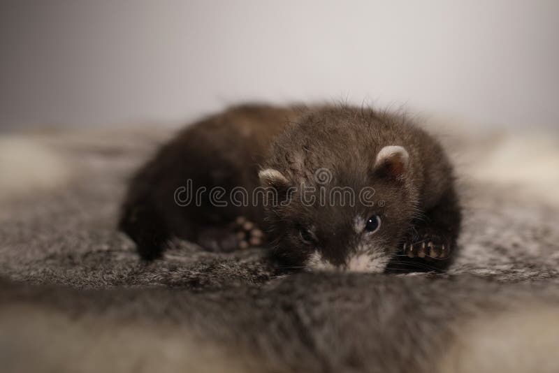 Pretty Ferret Baby Posing on Rabbit Fur for Portrait in Studio Stock ...