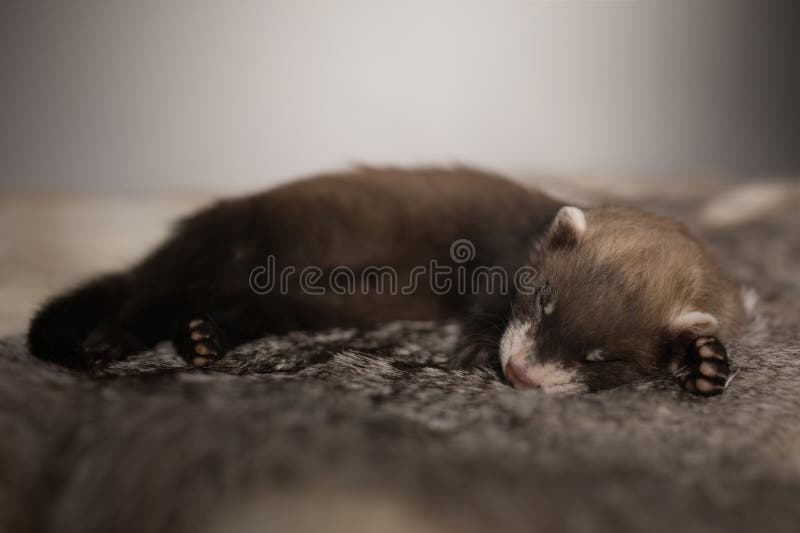Pretty Ferret Baby Posing on Rabbit Fur for Portrait in Studio Stock ...