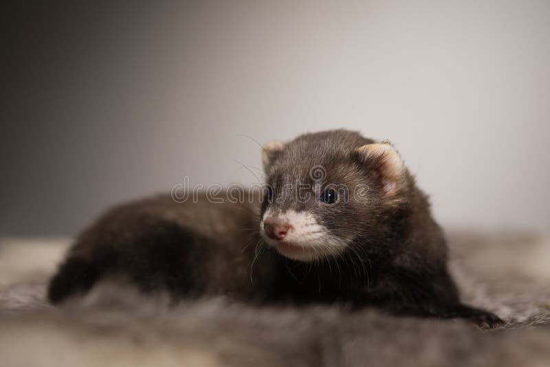 Pretty Ferret Baby Posing on Rabbit Fur for Portrait in Studio Stock ...