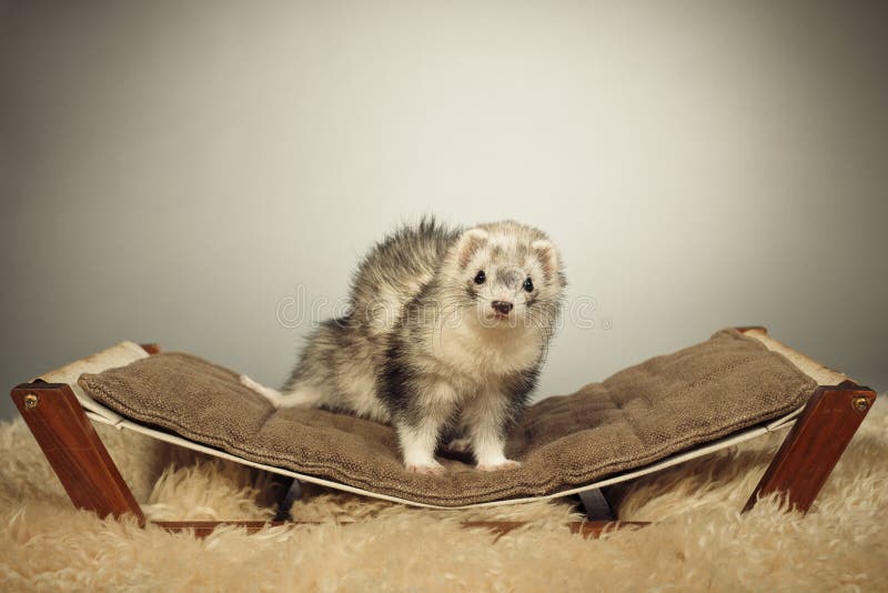 Pretty Ferret Female Posing Indoor for Portrait in Studio Stock Image ...