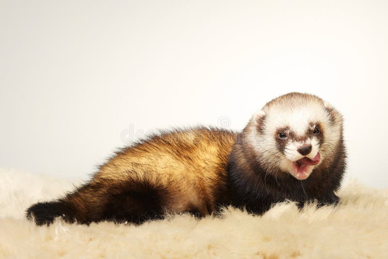 Nice Standard Color Ferret Male Posing in Studio Stock Photo - Image of ...
