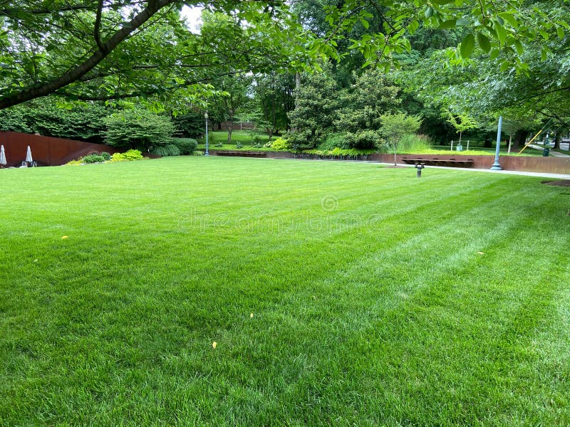 Pretty Field of Green Grass Stock Photo - Image of landscaping, spring ...