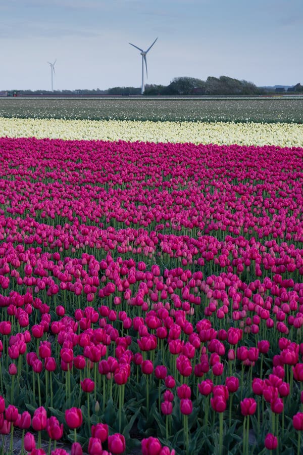 Pretty Field of Tulips in Bloom Stock Image - Image of pink, beautiful ...