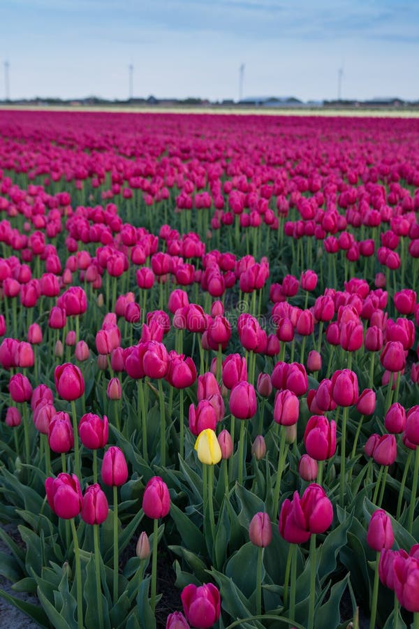 Pretty Field of Tulips in Bloom Stock Image - Image of blue, blossom ...